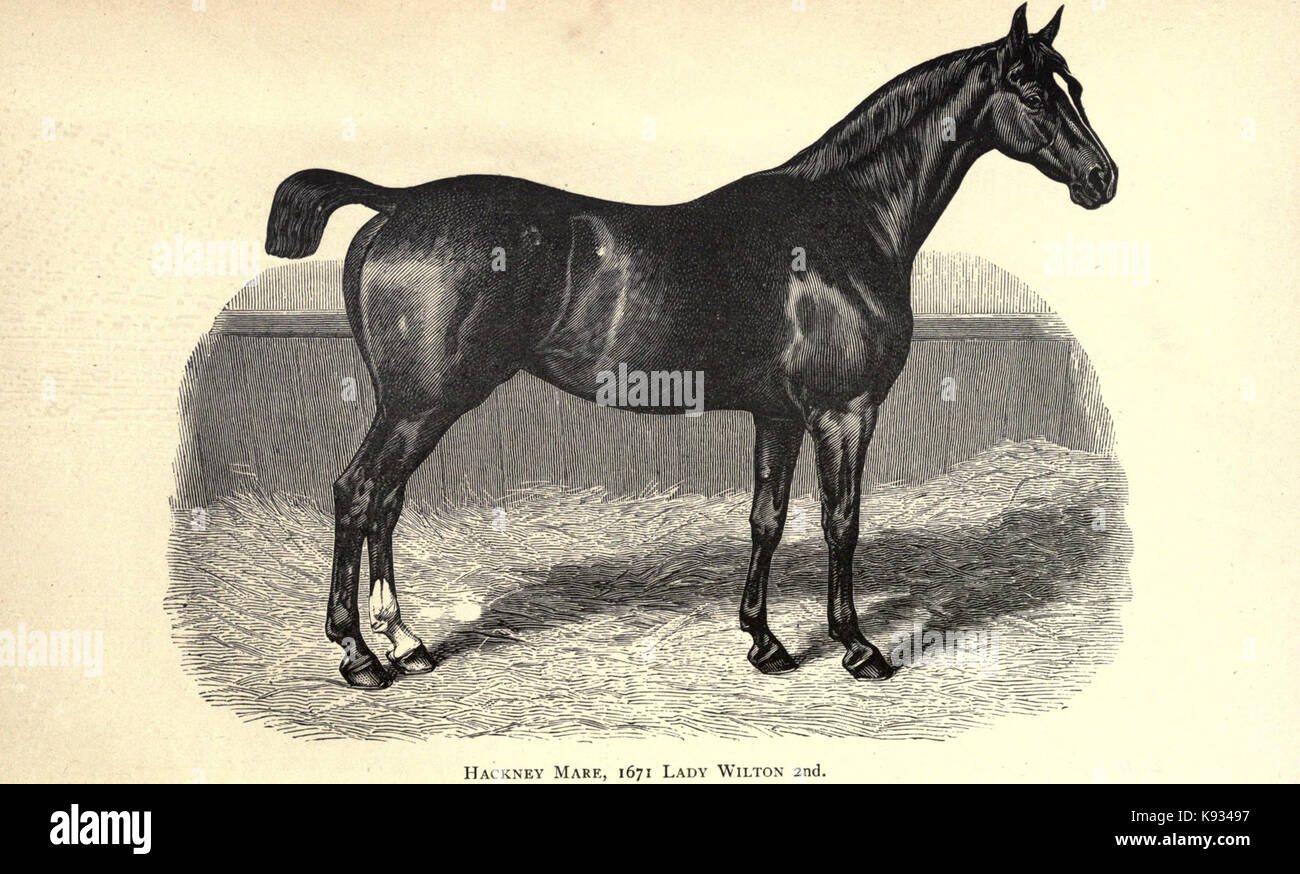 Light horses BHL22077399 Stock Photo - Alamy