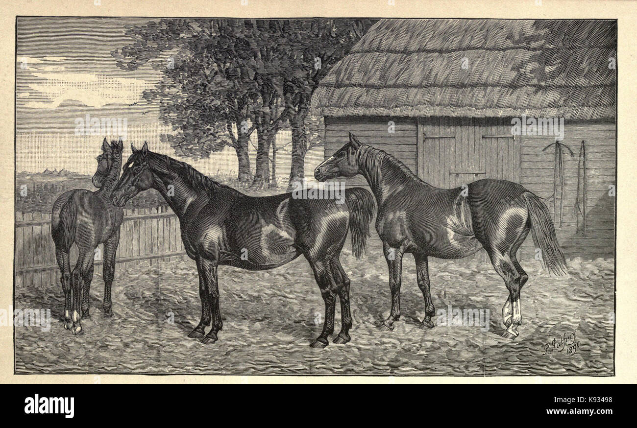 Light horses BHL22077405 Stock Photo - Alamy