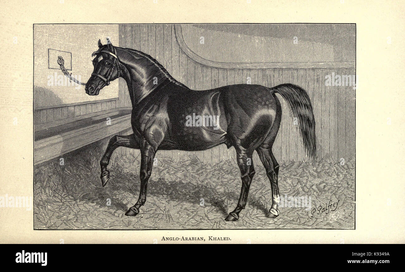 Light horses BHL22077459 Stock Photo - Alamy