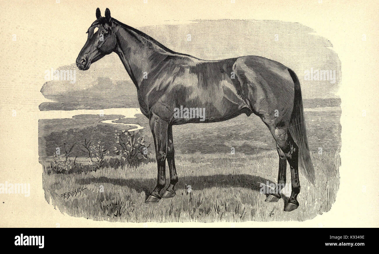 Light horses BHL22077477 Stock Photo - Alamy