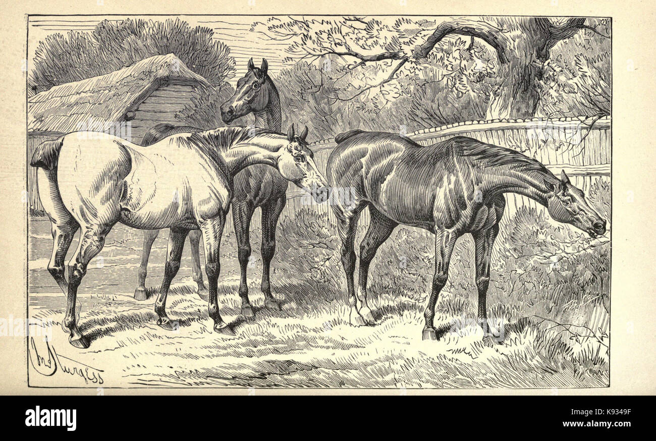 Horse maneuvering hi-res stock photography and images - Alamy