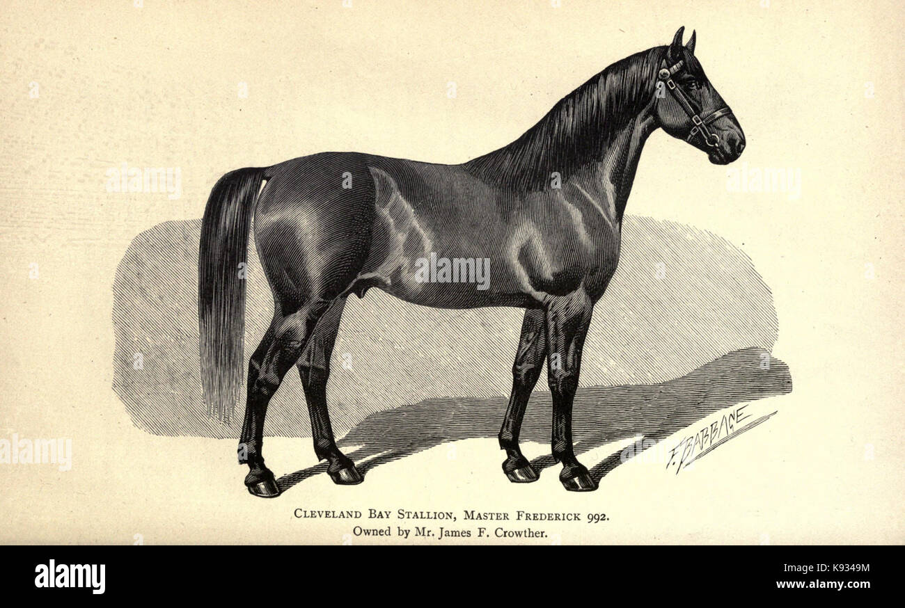 Light horses BHL22077431 Stock Photo - Alamy