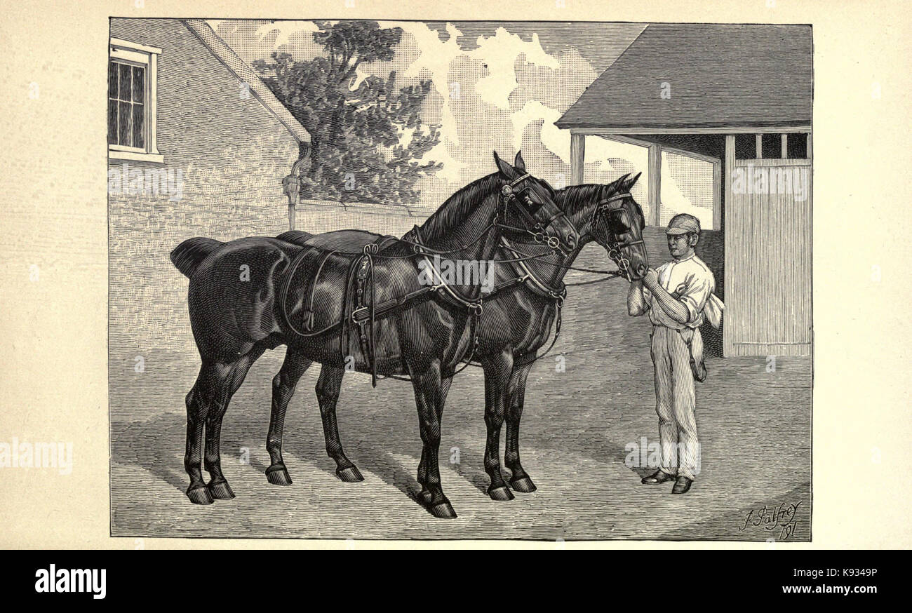Light horses BHL22077519 Stock Photo - Alamy