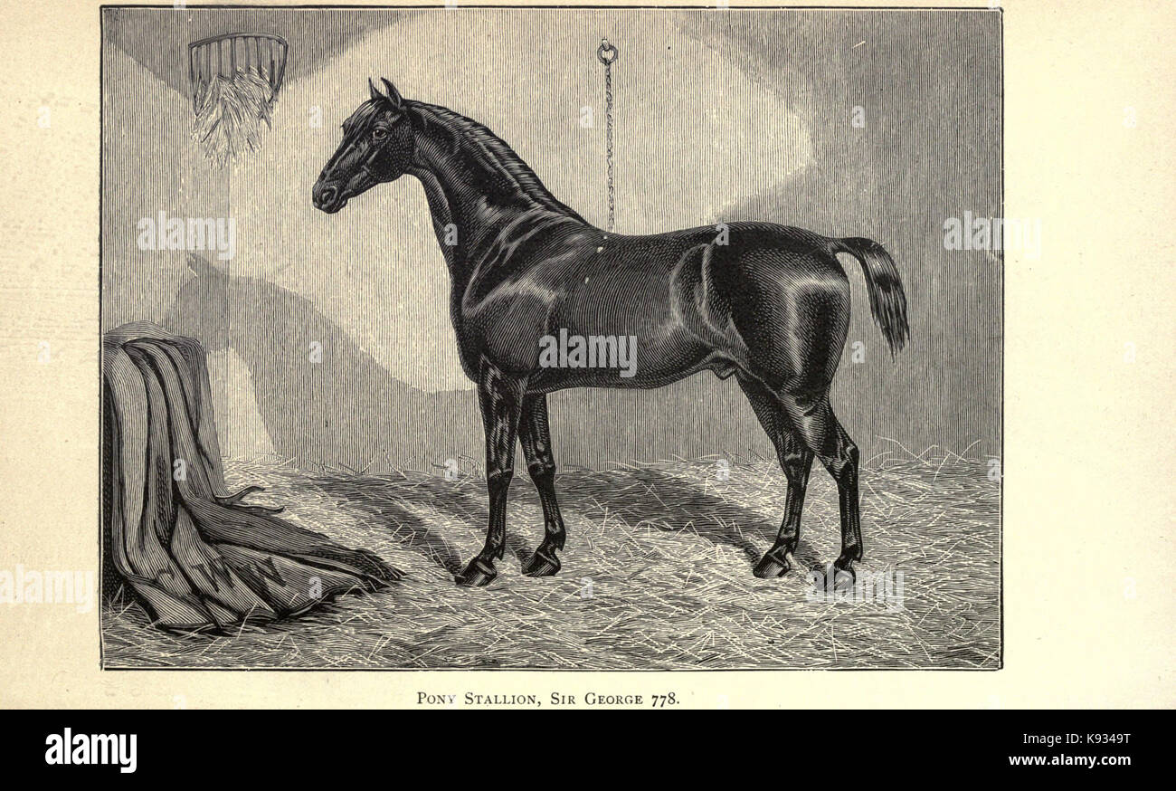 Light horses BHL22077541 Stock Photo - Alamy