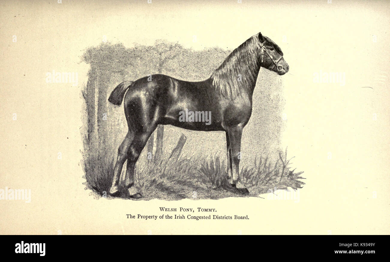 'Light Horses' is a work that highlights the role of light cavalry in ...