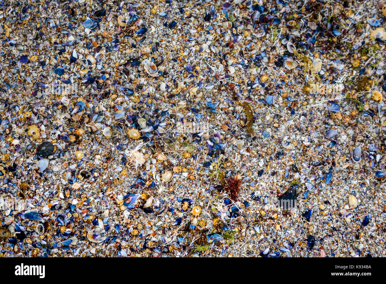 Many sea shells on the sandy beach texture. Colour sea shells and ...