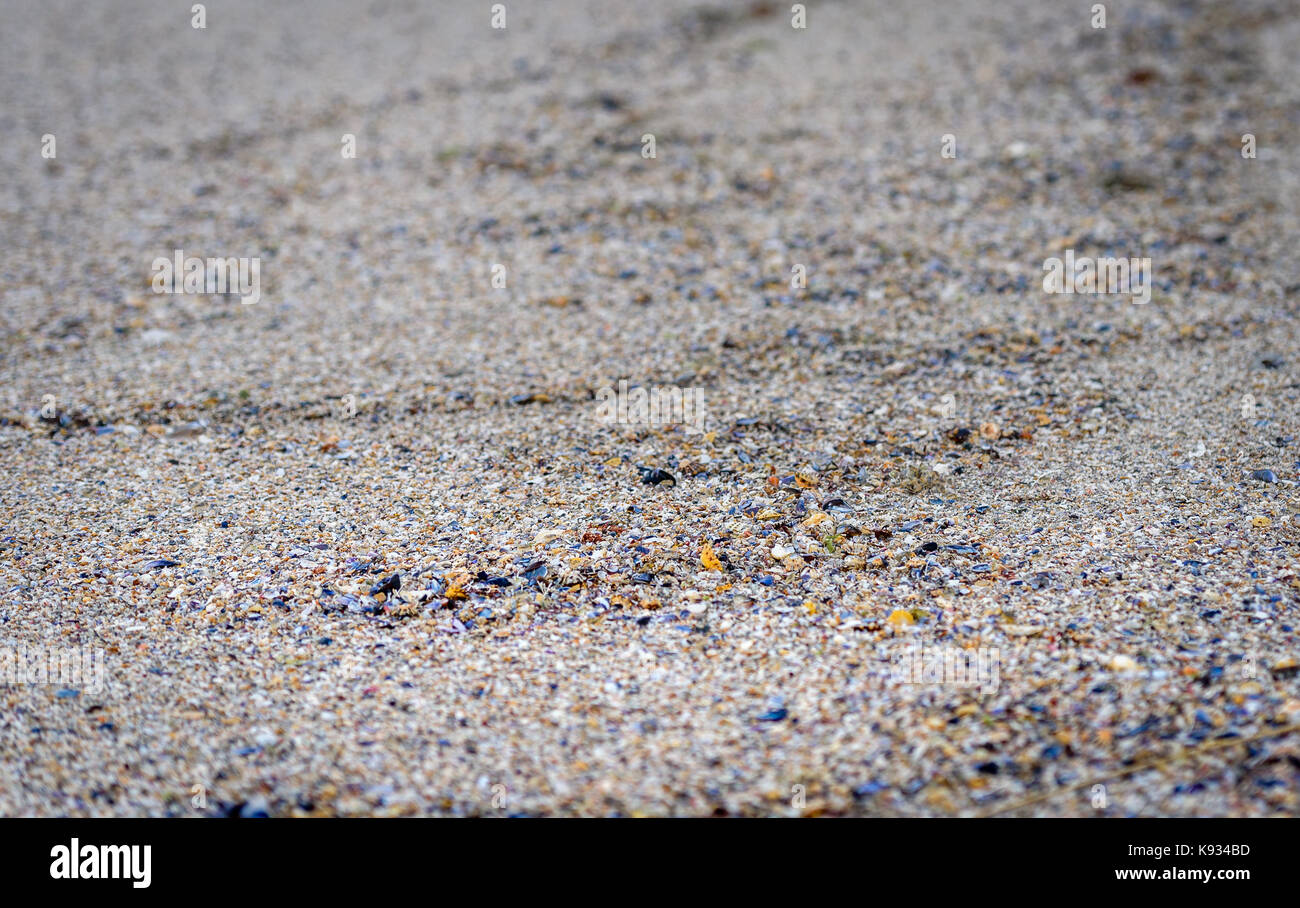 Many sea shells on the sandy beach texture. Colour sea shells and ...