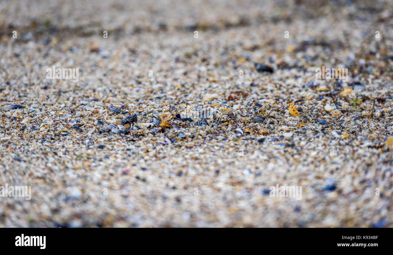 Many sea shells on the sandy beach texture. Colour sea shells and ...