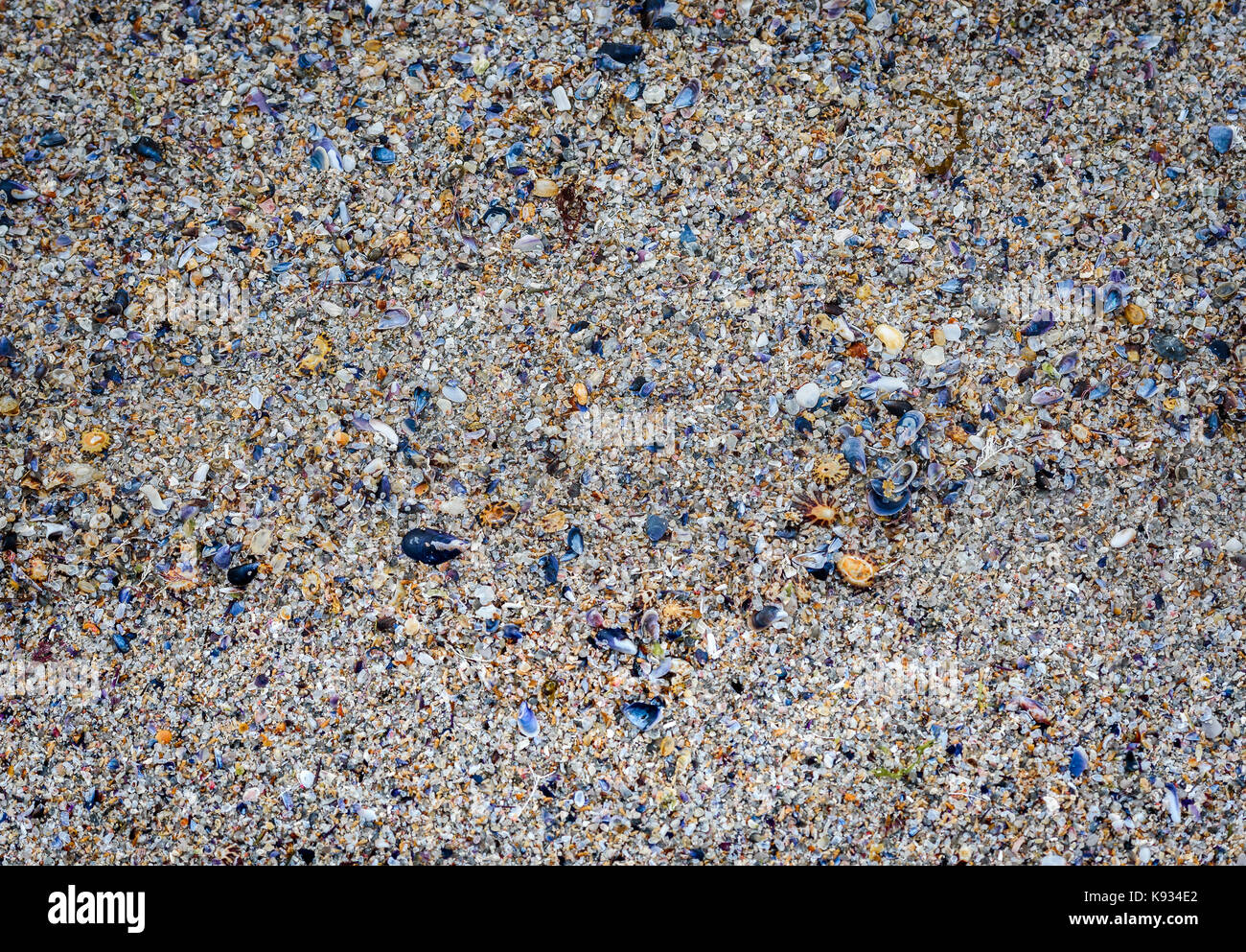 Many sea shells on the sandy beach texture. Colour sea shells and ...