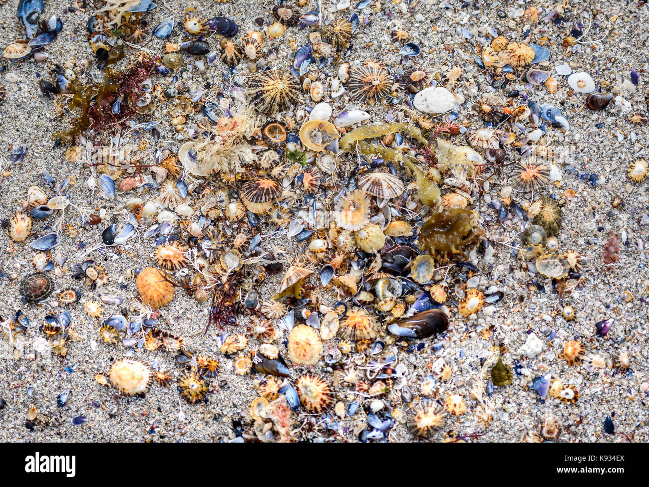 Many sea shells on the sandy beach texture. Colour sea shells and ...
