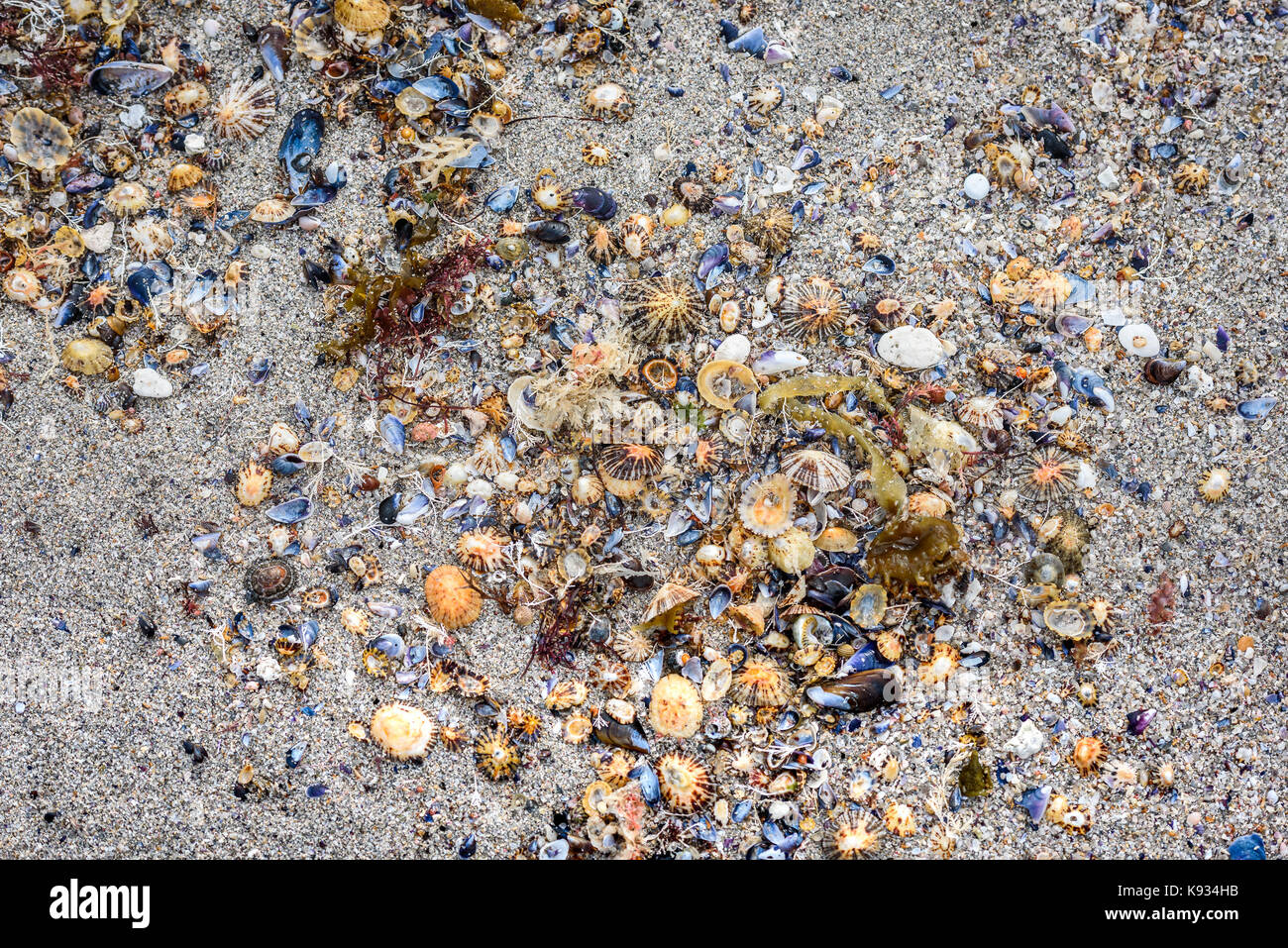 Many sea shells on the sandy beach texture. Colour sea shells and ...