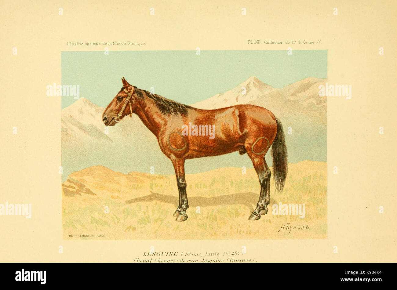 Les races chevalines BHL22833119 Stock Photo - Alamy