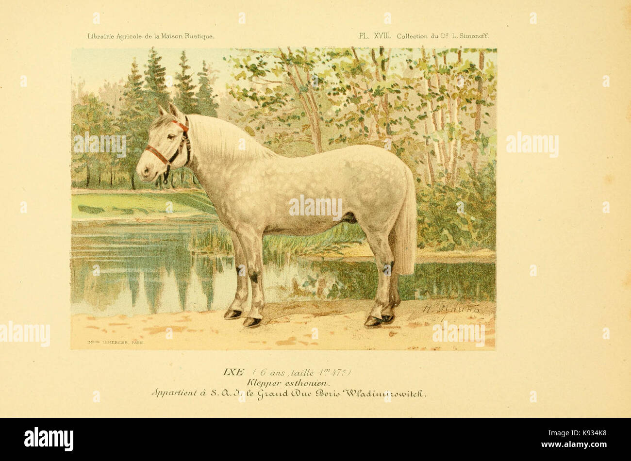Breeds classification hi-res stock photography and images - Alamy