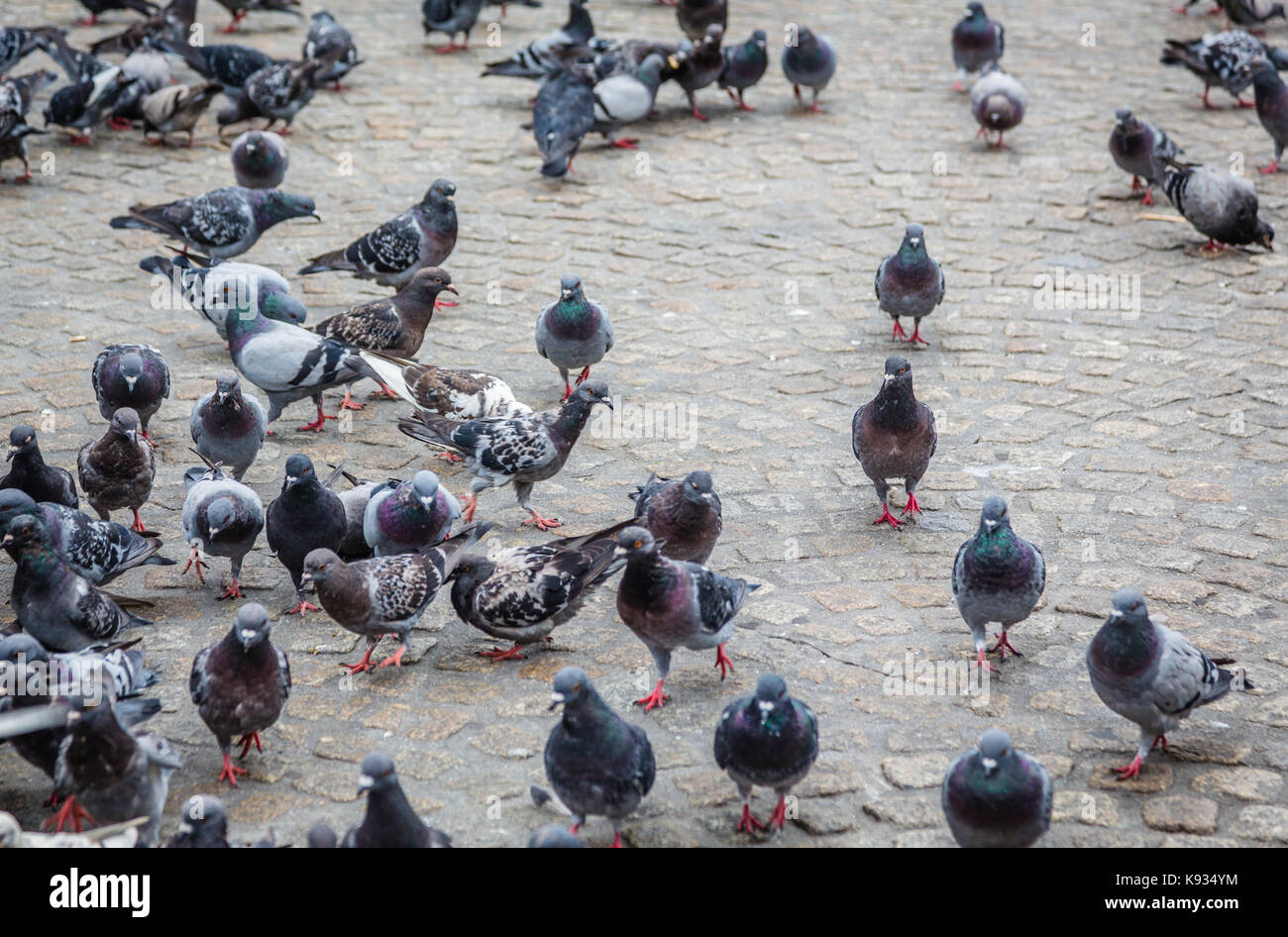 Pigeon square hi-res stock photography and images - Alamy