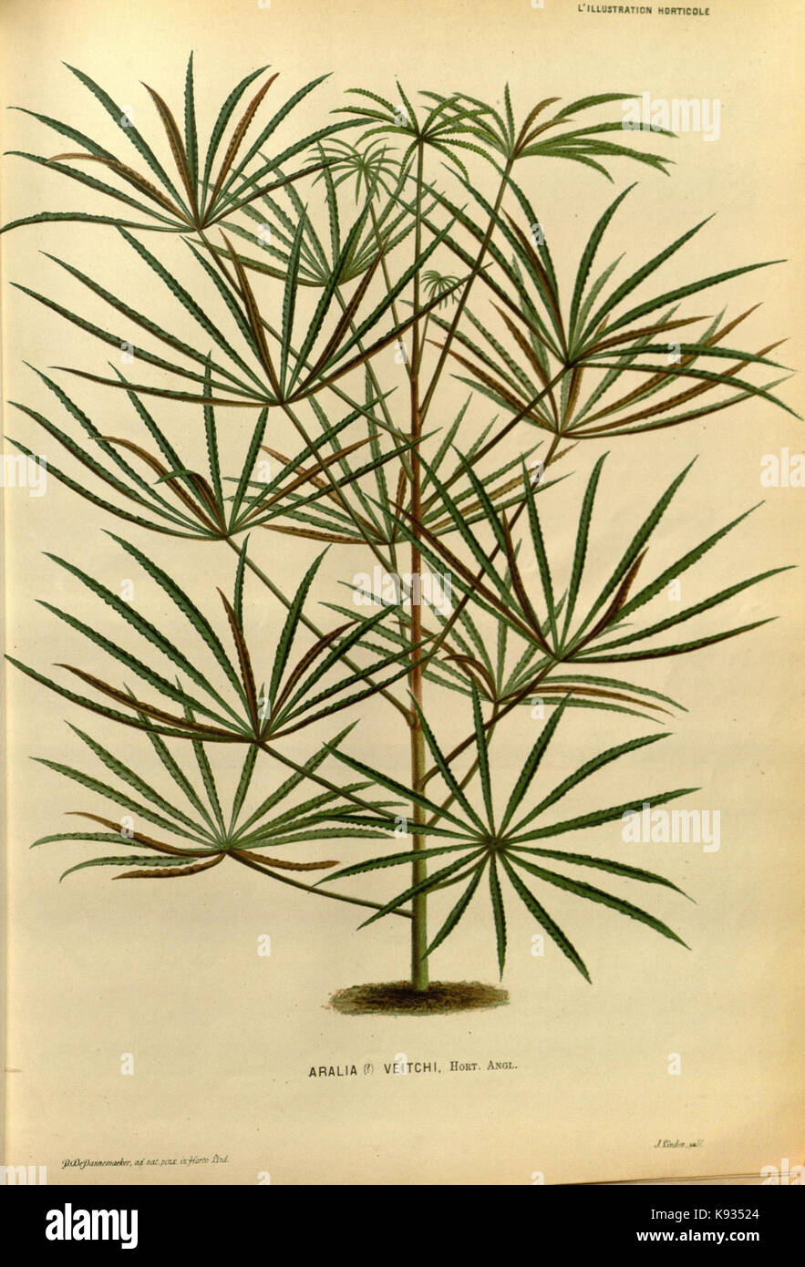 'L'Illustration Horticole' is a historical horticultural publication ...