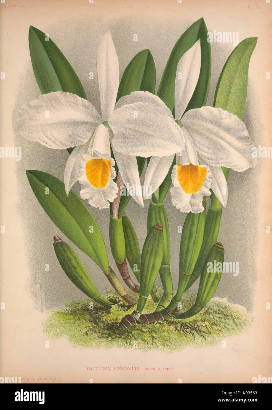 Lindenia Iconographie des Orchidees plate 101 Stock Photo - Alamy Lindenia Iconographie des Orchidees plate 101 Stock Photo - Alamy