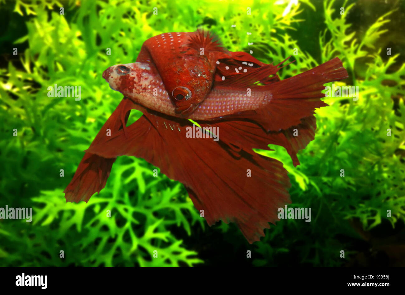 Male And Female Betta High Resolution Stock Photography and Images - Alamy