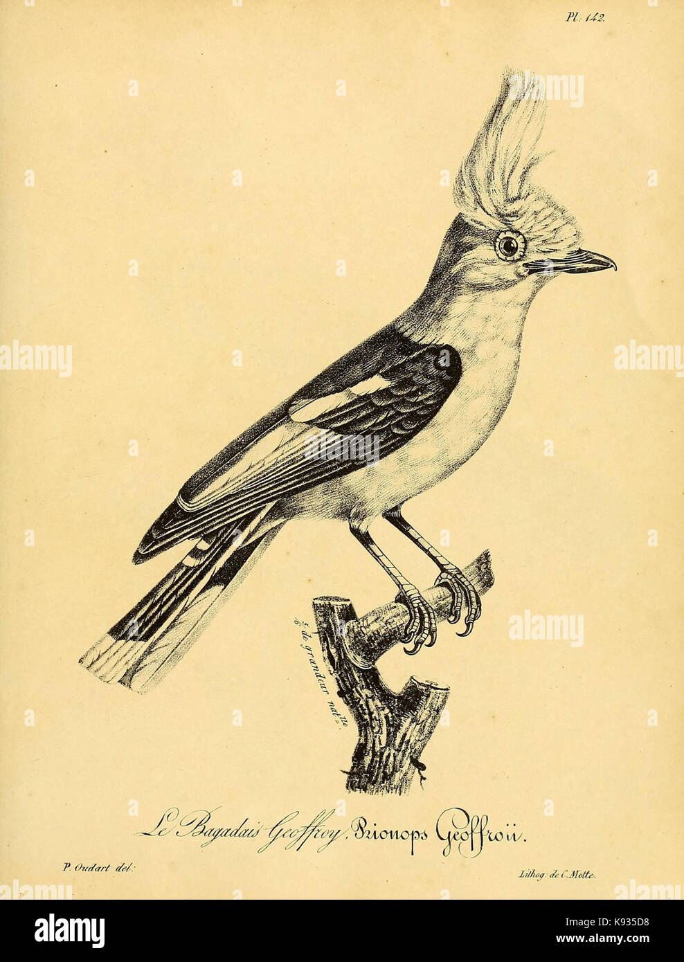 An illustration from 'La Galerie des Oiseaux' (The Gallery of Birds), a ...