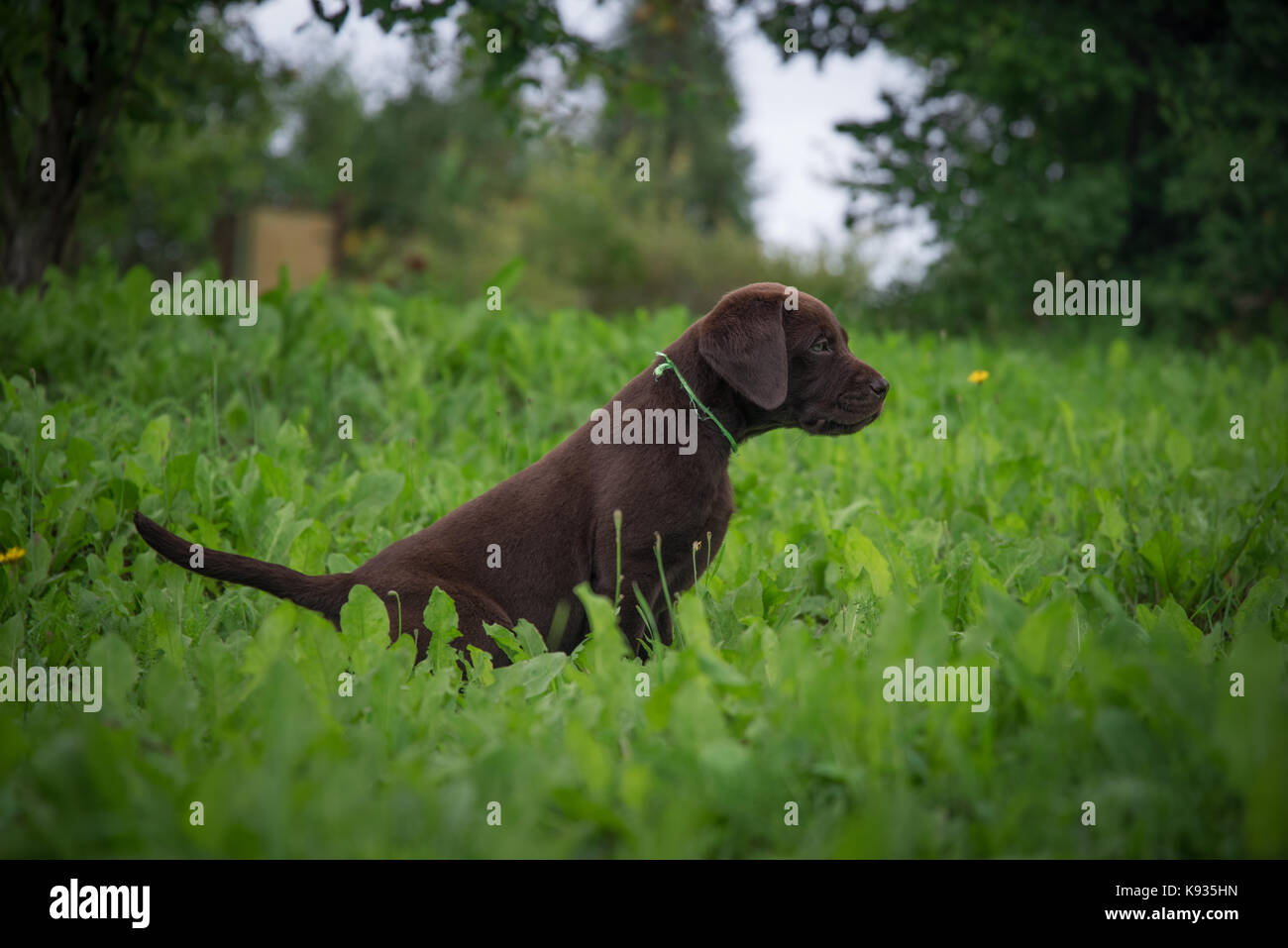 brown labrador puppy is walking on the street Stock Photo - Alamy