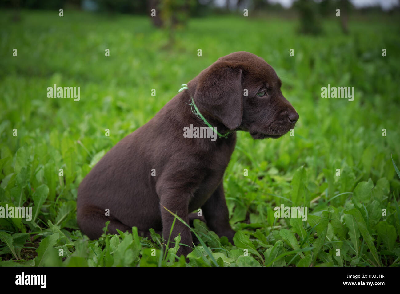 brown labrador puppy is walking on the street Stock Photo - Alamy