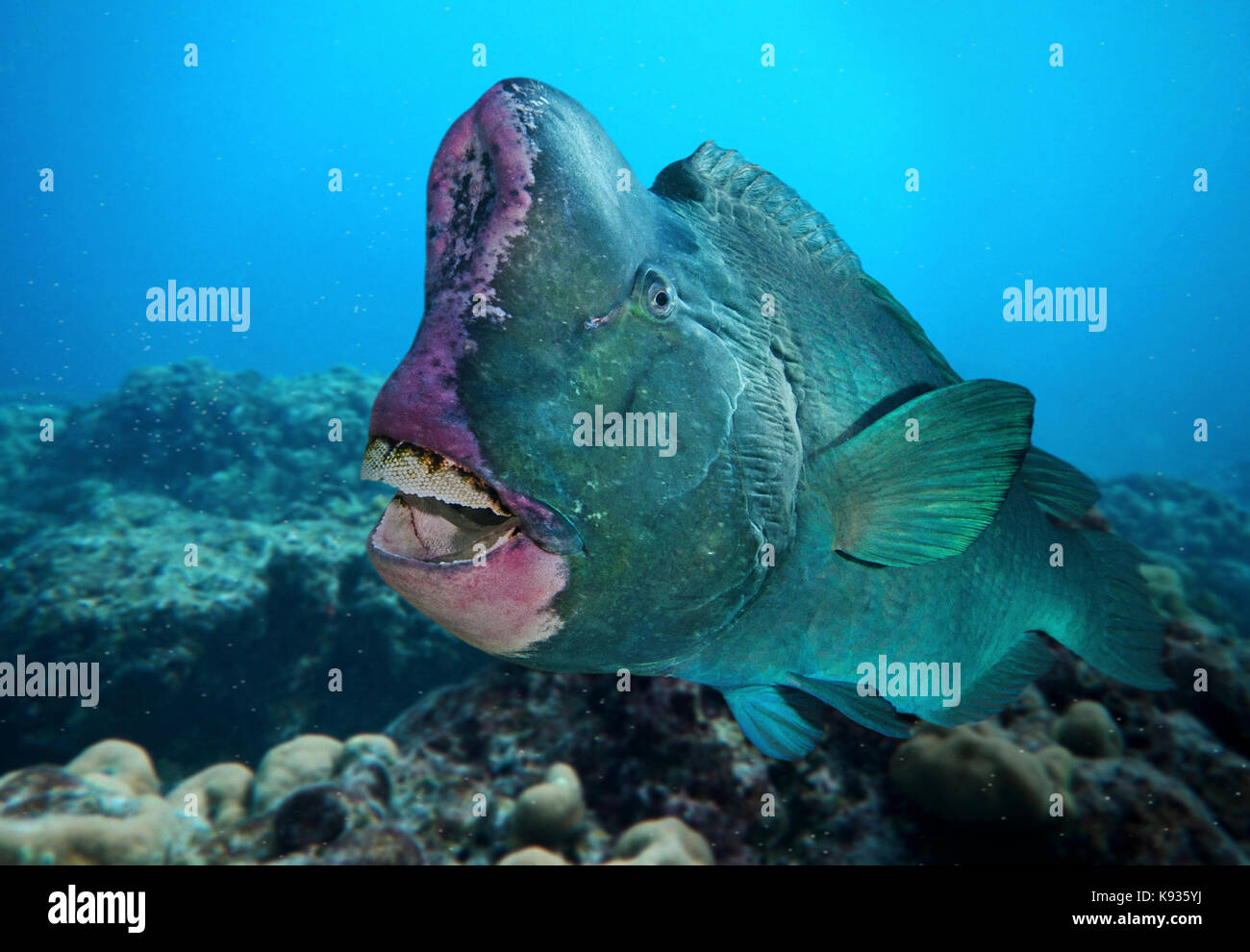 Giant Bumphead Parrotfish Stock Photos & Giant Bumphead Parrotfish ...