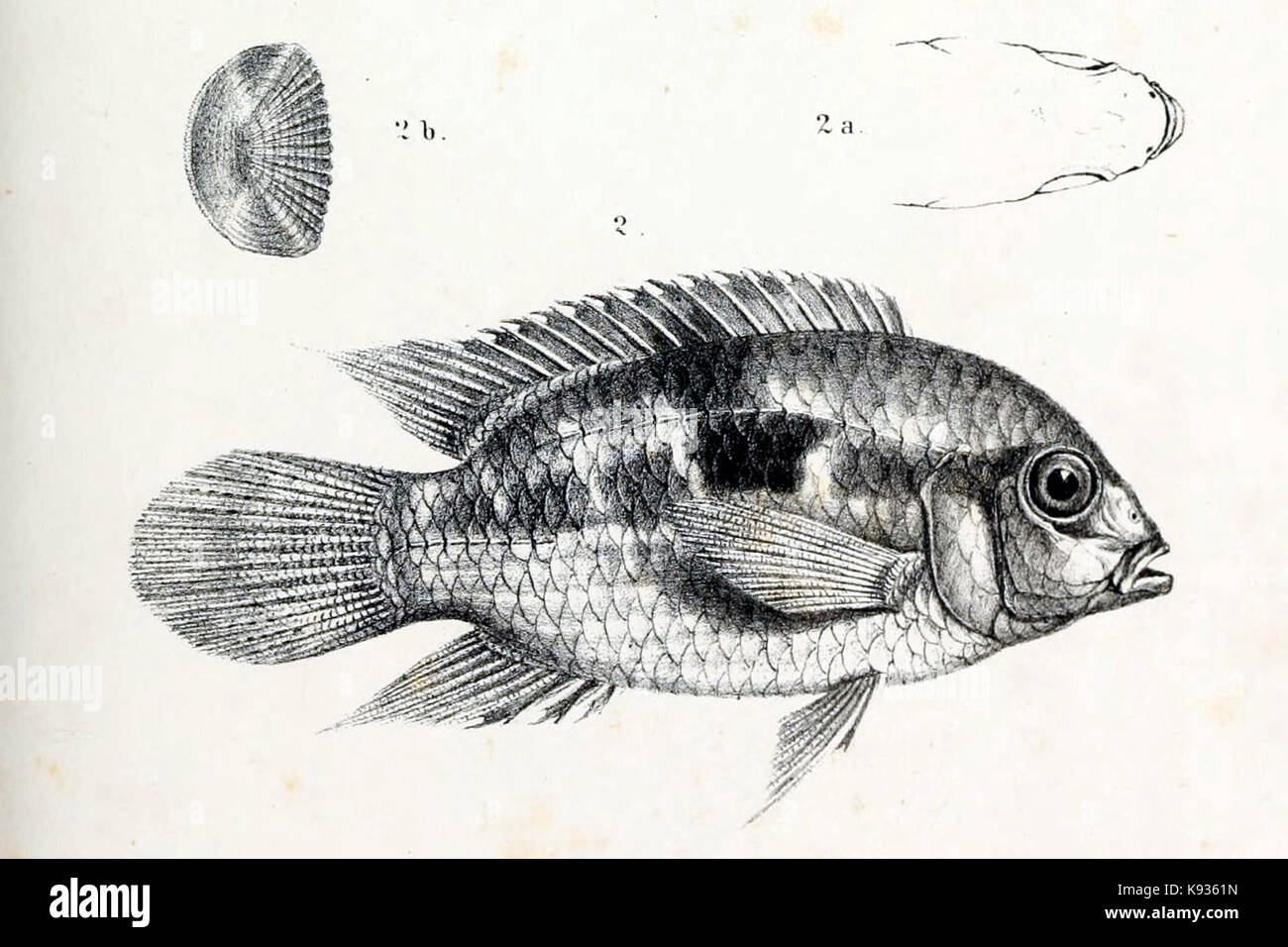 Thayeri hi-res stock photography and images - Alamy