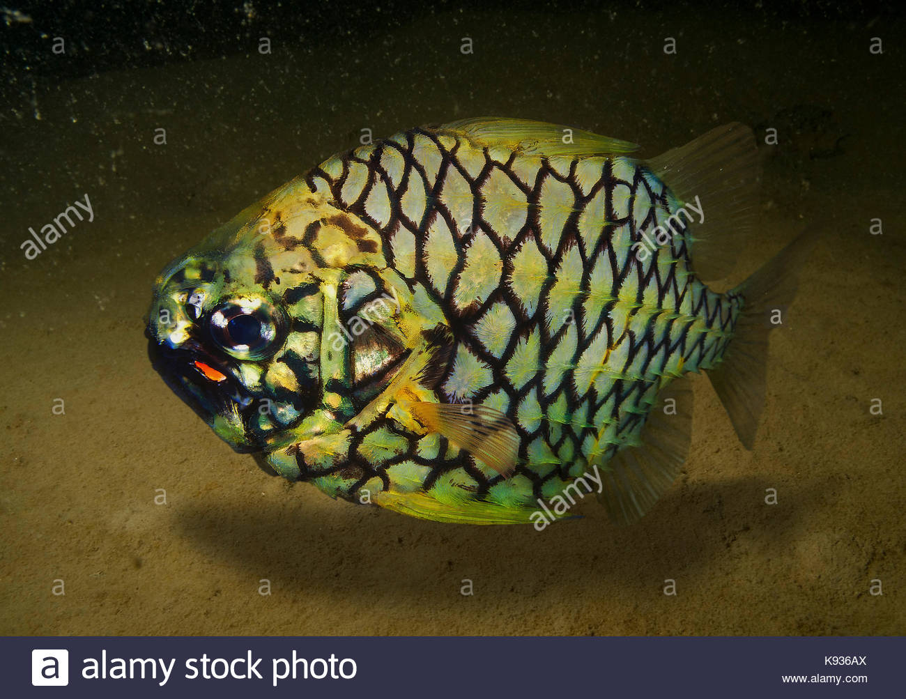 Australian Pineapplefish High Resolution Stock Photography and Images ...