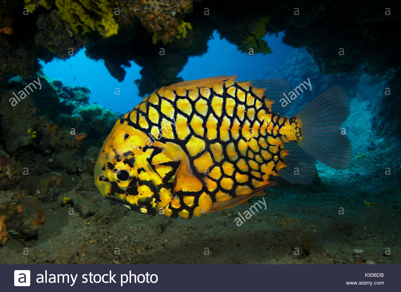Australian Pineapplefish High Resolution Stock Photography and Images ...
