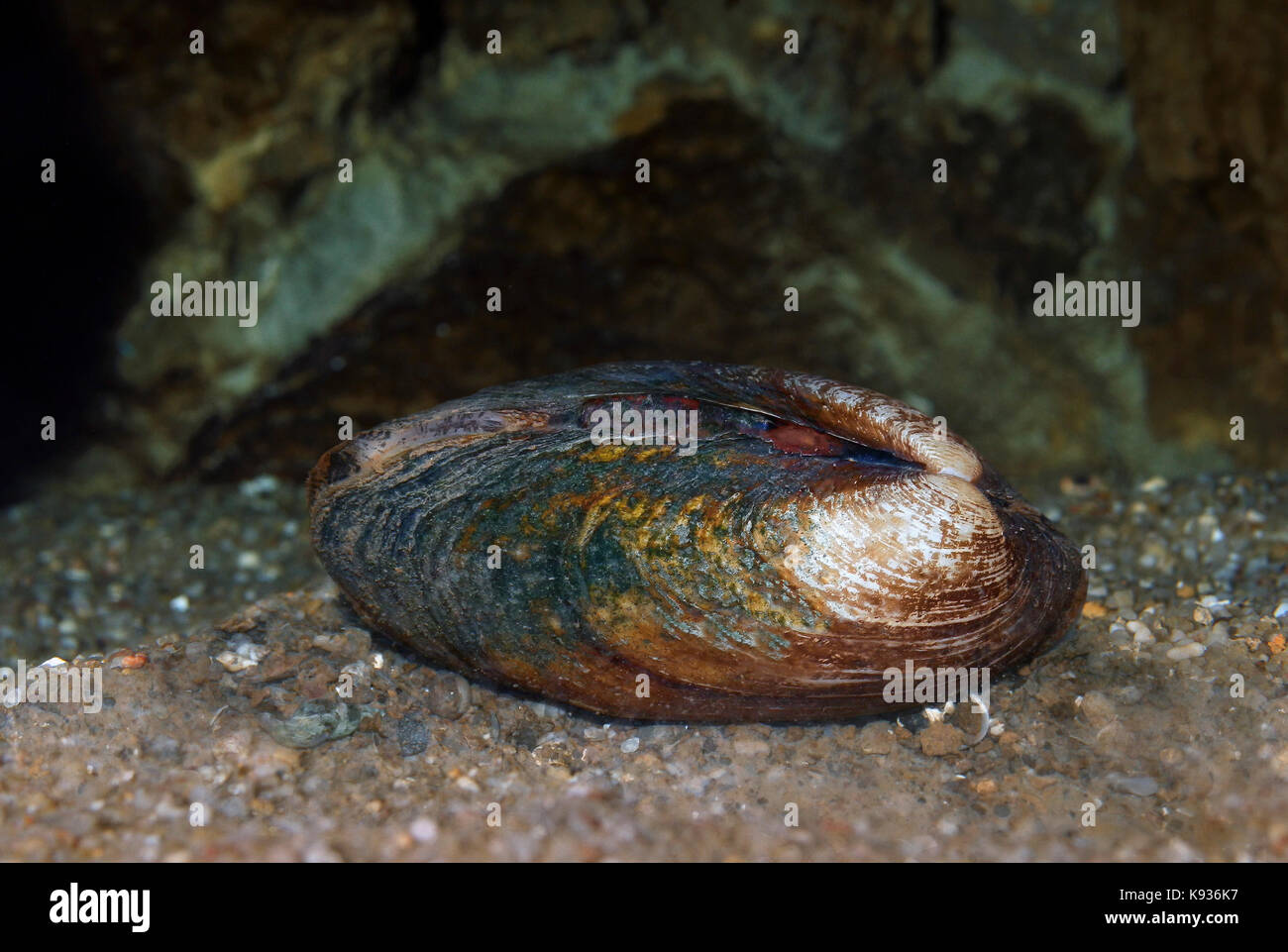 Freshwater Bivalve High Resolution Stock Photography and Images - Alamy