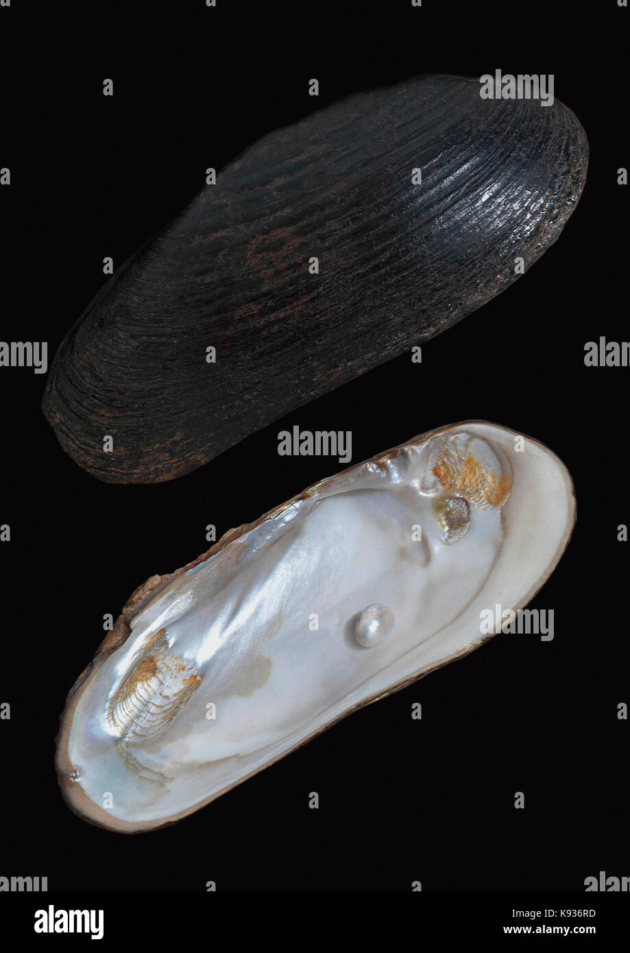 Open Mussel Shell High Resolution Stock Photography and Images - Alamy