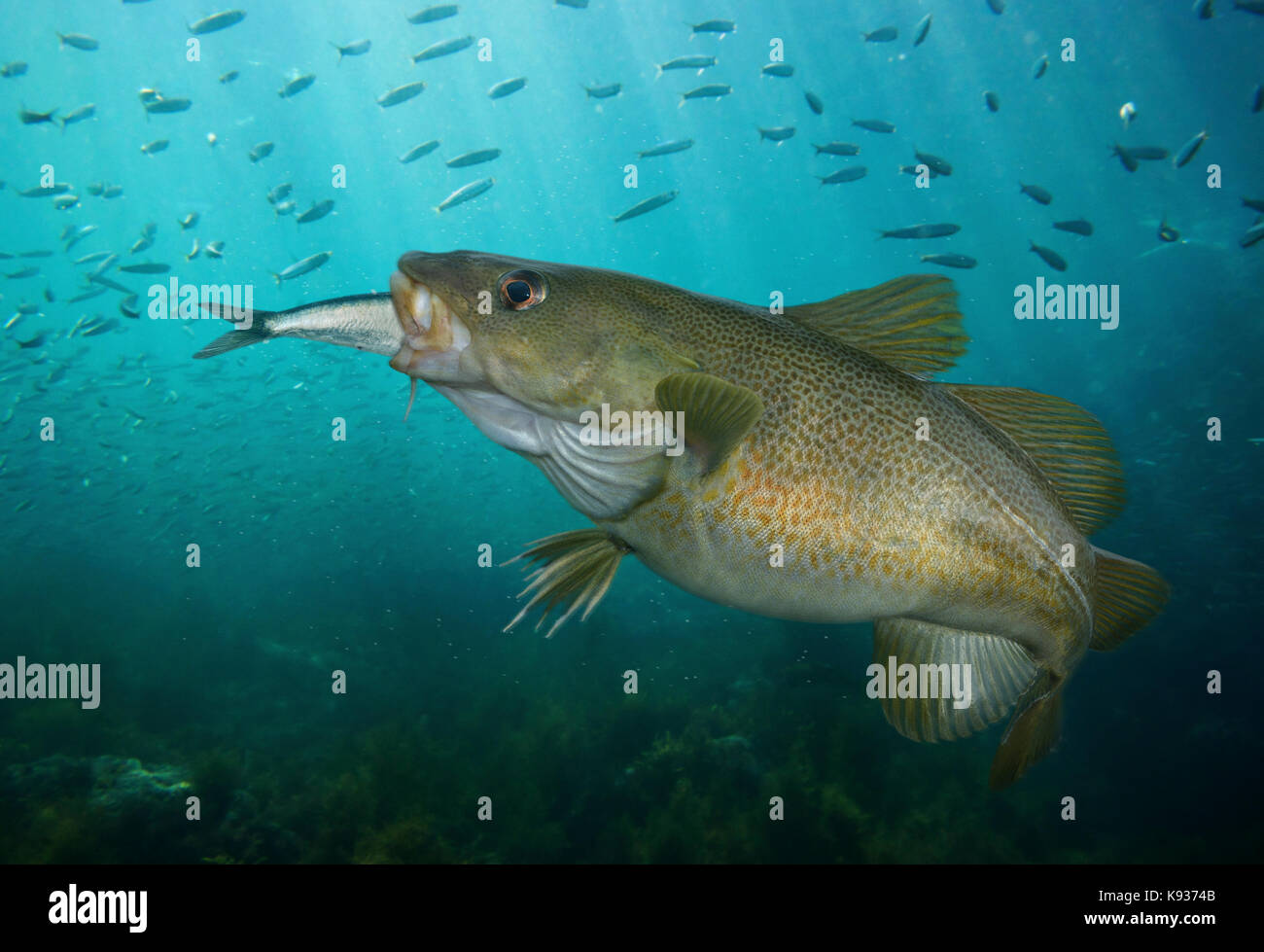 Atlantic Cod Underwater High Resolution Stock Photography and Images ...