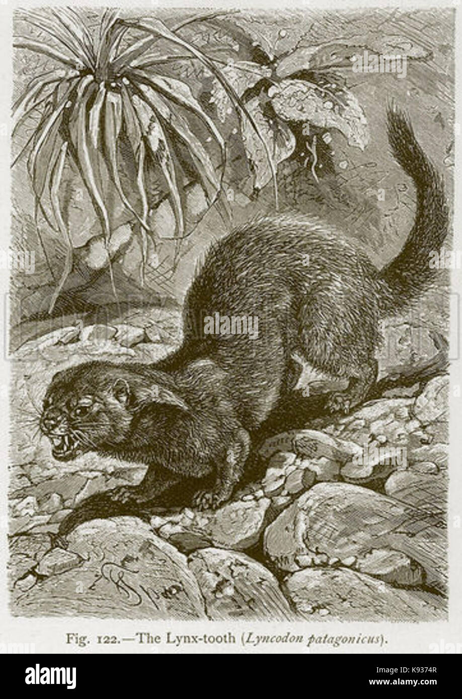 Old lynx tooth hi-res stock photography and images - Alamy