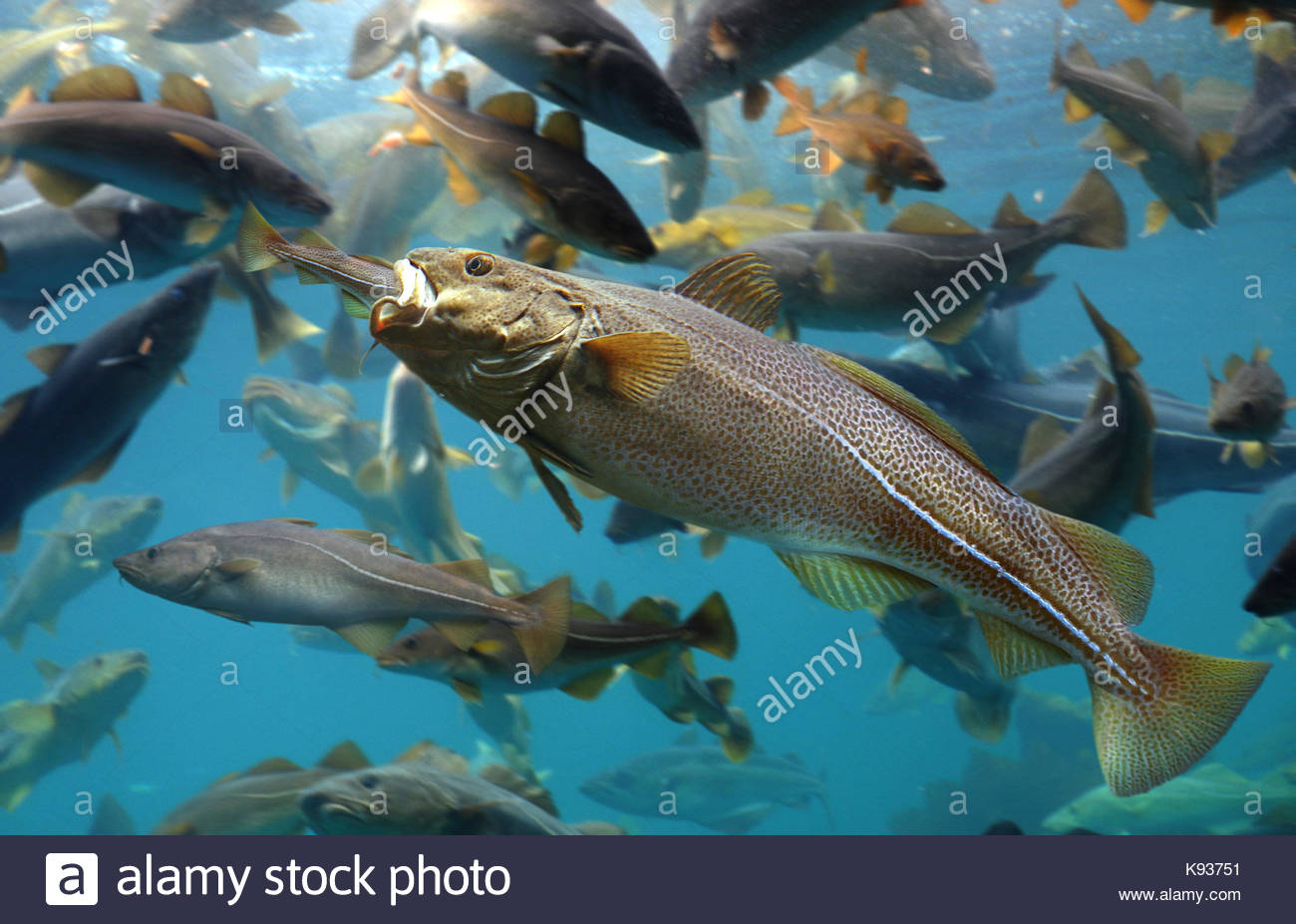 Shoaling Species High Resolution Stock Photography and Images - Alamy