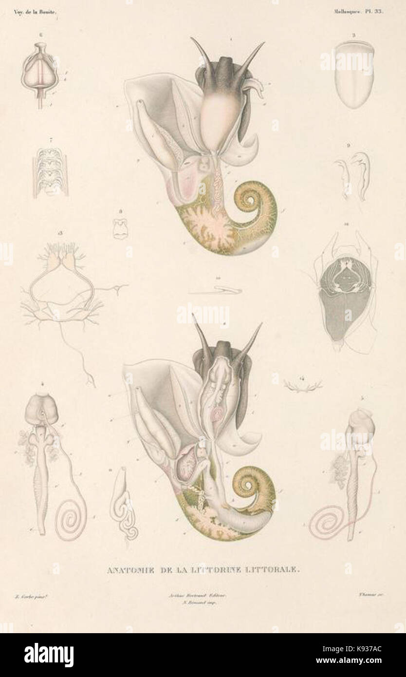 Littorina shell hi-res stock photography and images - Alamy