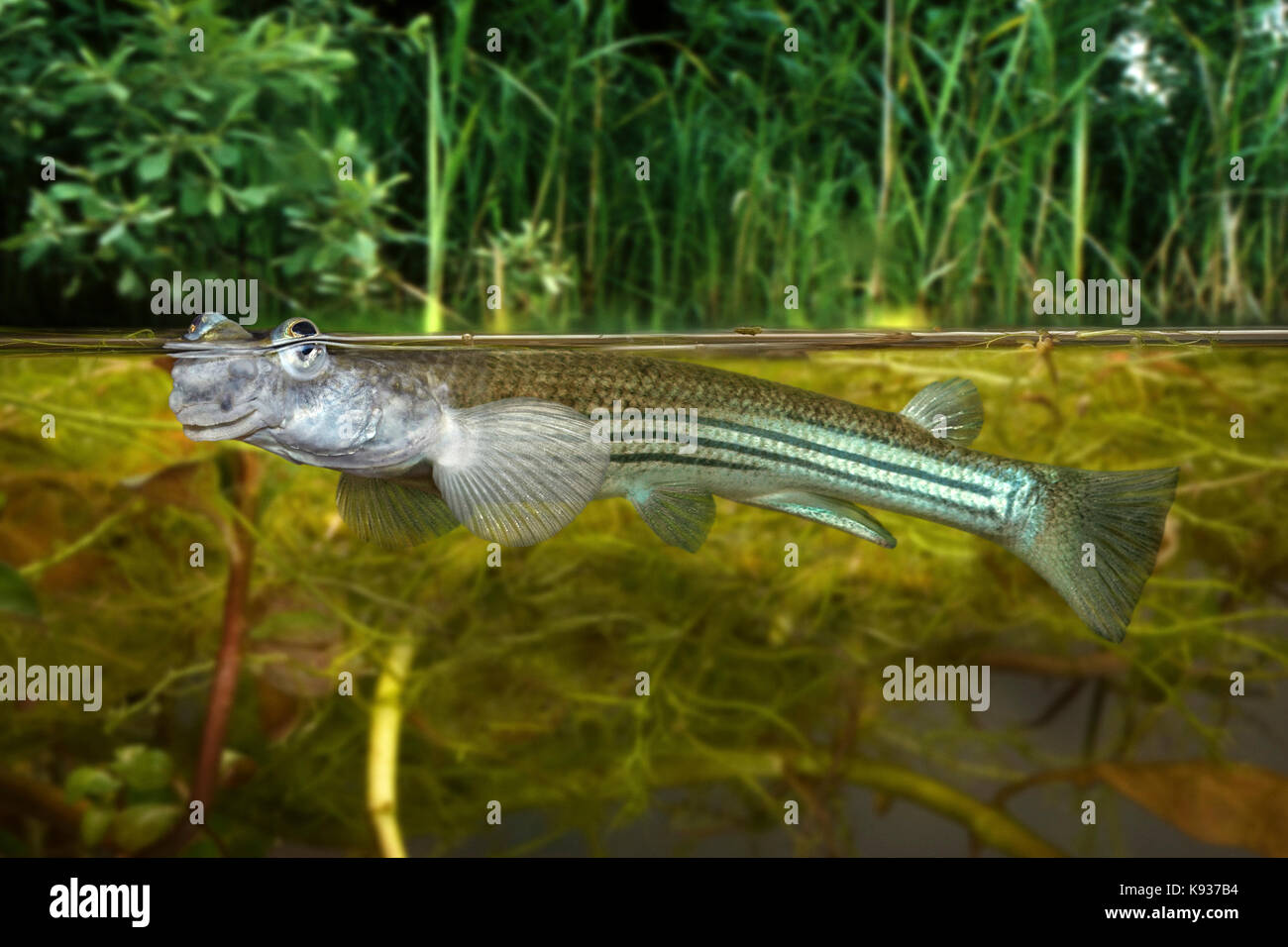Four Eyes Anableps High Resolution Stock Photography and Images - Alamy