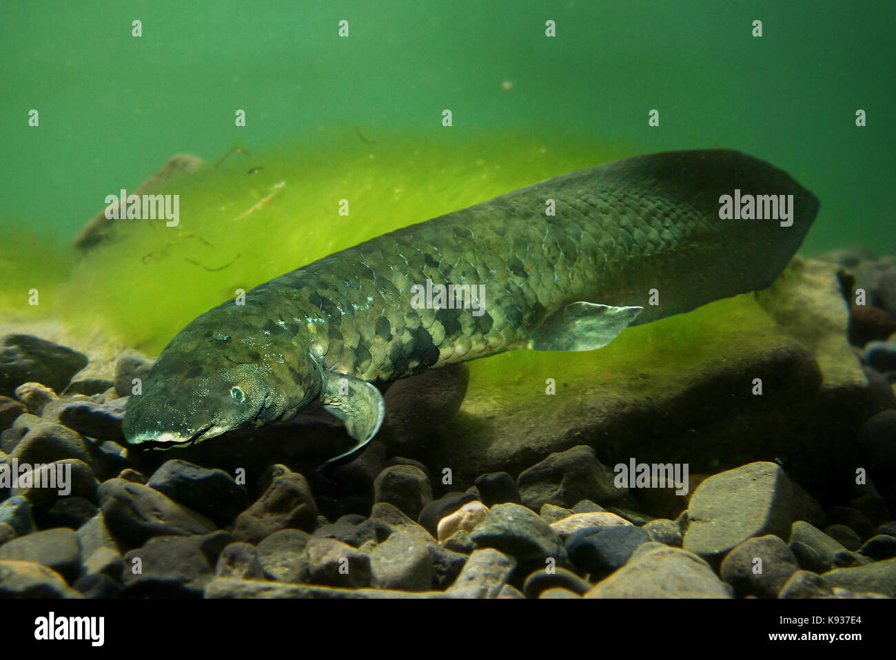 Neoceratodus High Resolution Stock Photography and Images - Alamy