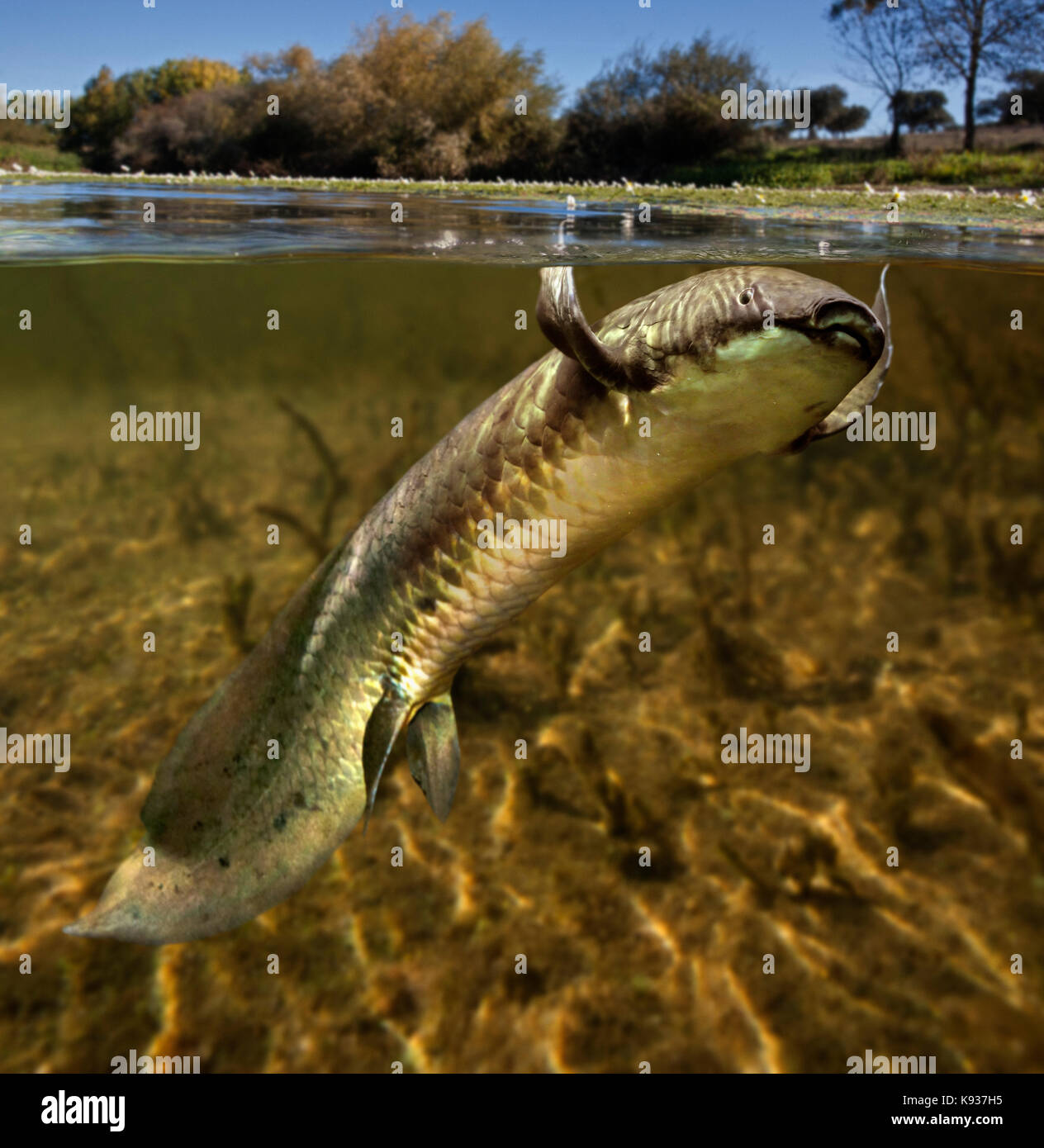 Australian Salmon Fish High Resolution Stock Photography and Images - Alamy