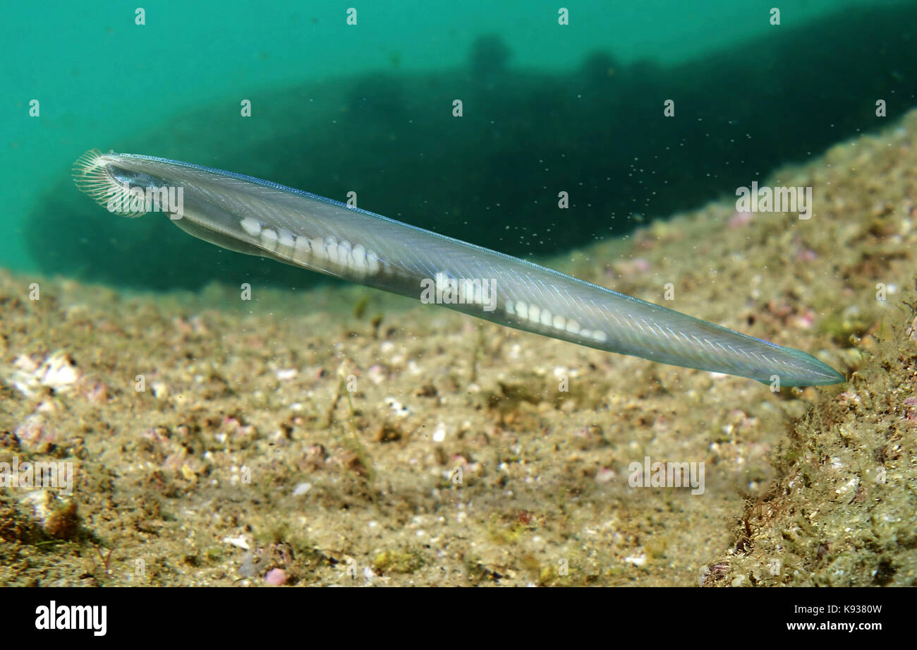Branchiostoma Lanceolatum High Resolution Stock Photography and Images ...