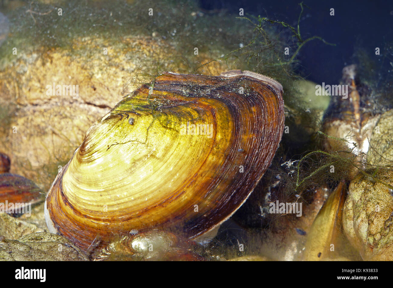 Margaritifera Pearls High Resolution Stock Photography and Images - Alamy