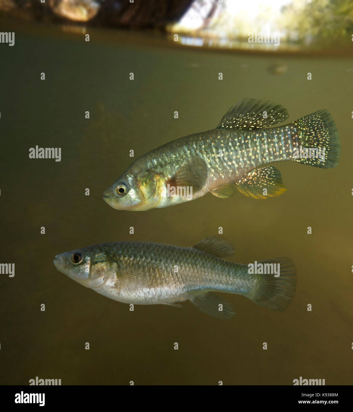 Mummichog High Resolution Stock Photography and Images - Alamy