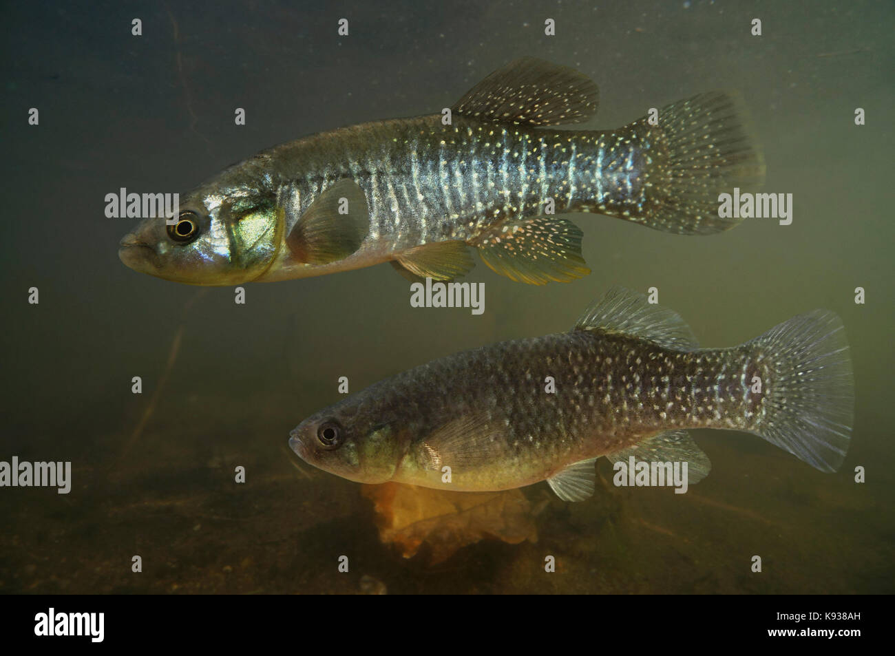 Marsh Species High Resolution Stock Photography and Images - Alamy