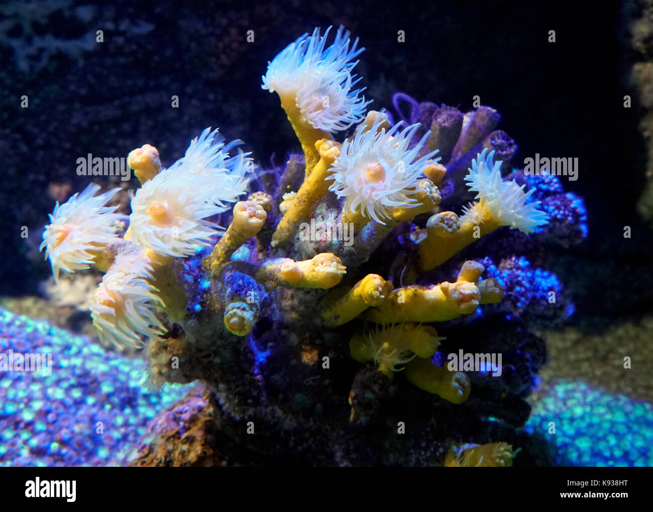 Yellow Polyps High Resolution Stock Photography and Images - Alamy