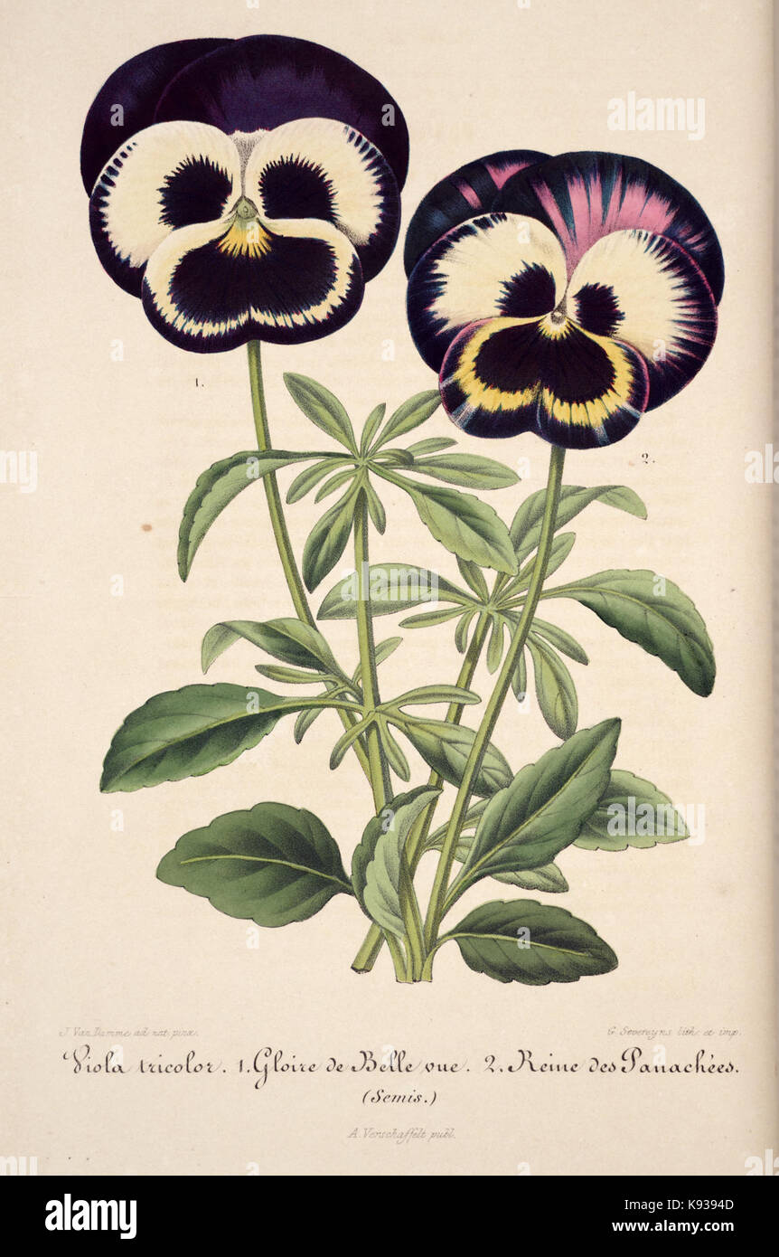L'Illustration horticole (Plate 026 Stock Photo - Alamy