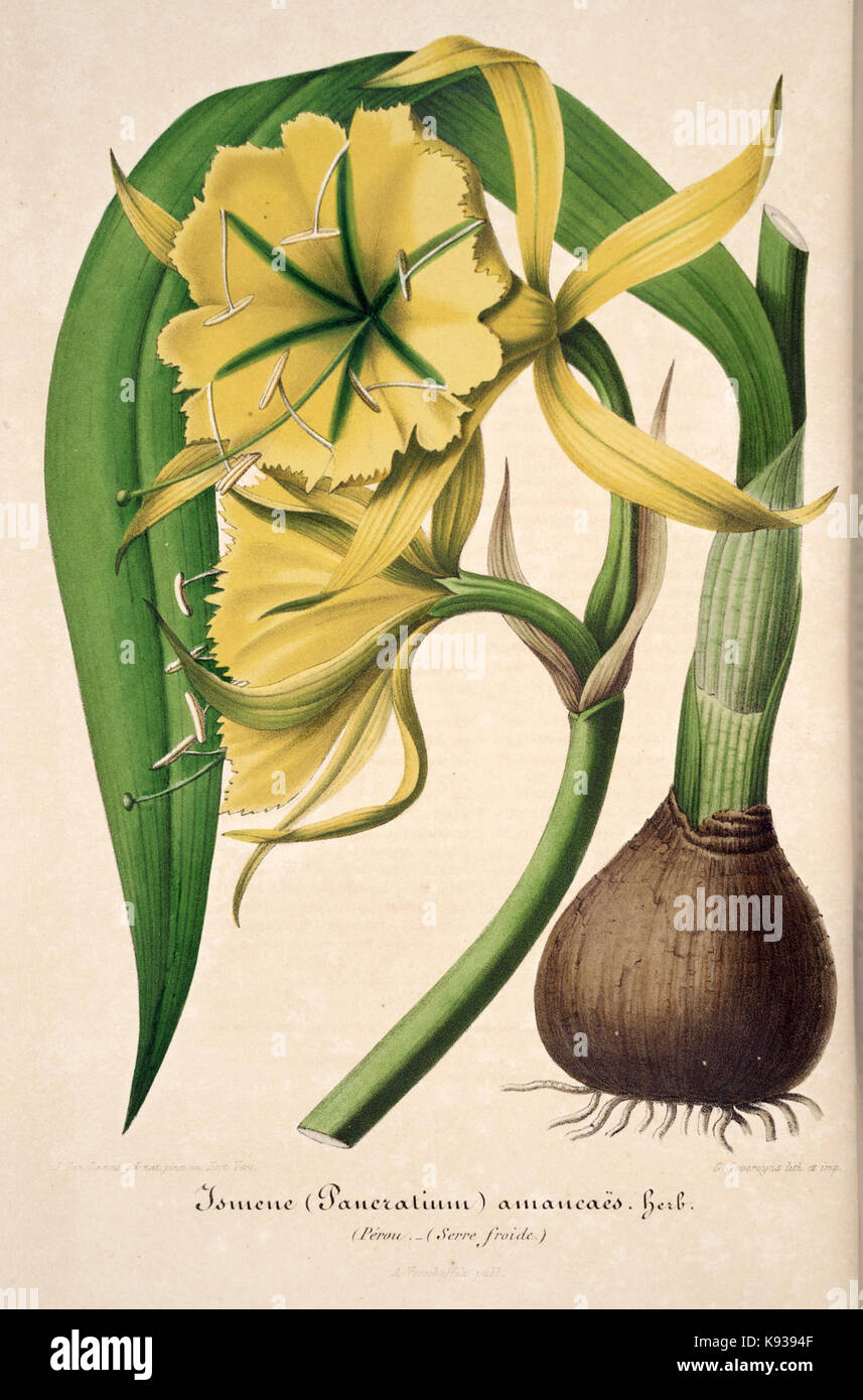 L'Illustration horticole (Plate 028 Stock Photo - Alamy
