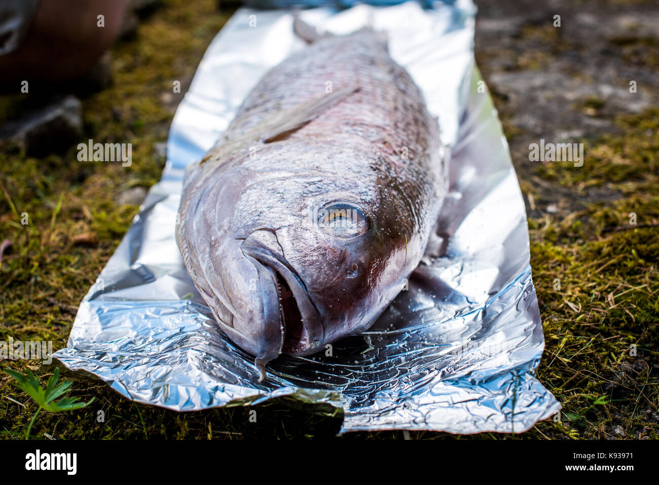 Preparing big dentex fish for barbecue cooking on picnic outside ...