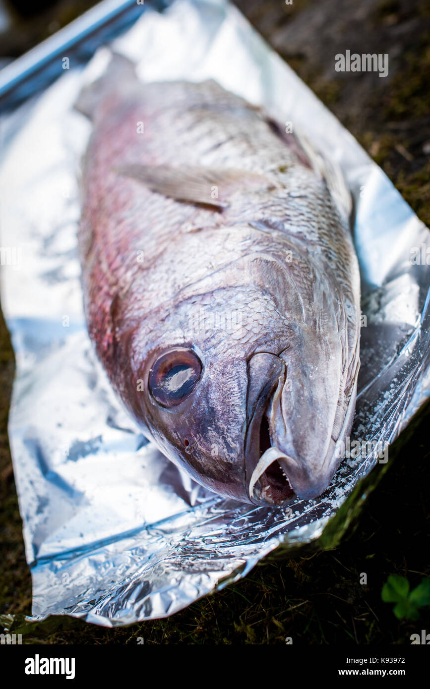 Preparing big dentex fish for barbecue cooking on picnic outside ...