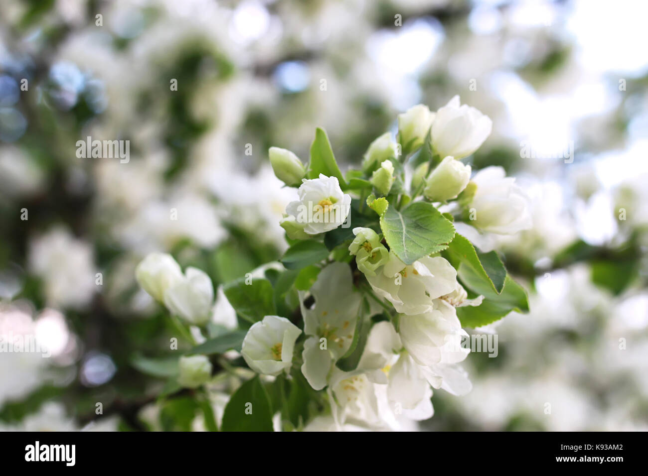 flower apple tree macro Stock Photo - Alamy