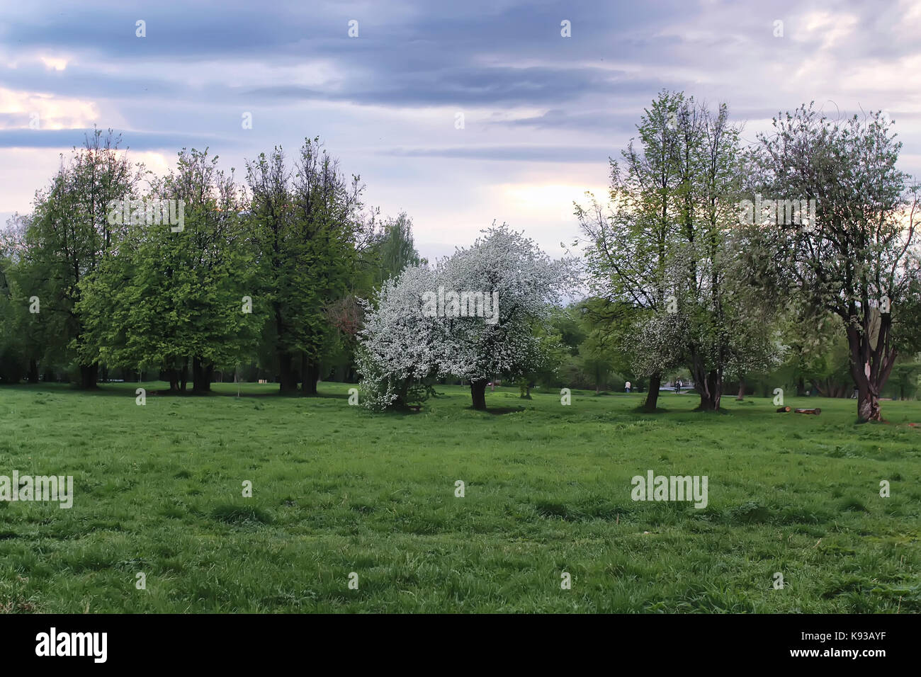 flower apple tree in field sunset Stock Photo - Alamy