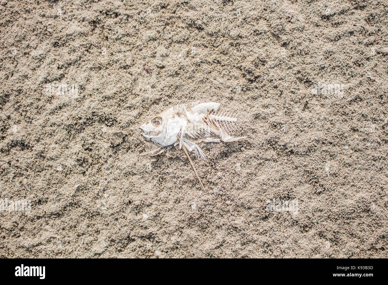 However, bone fish, dead fish because the water Stock Photo - Alamy