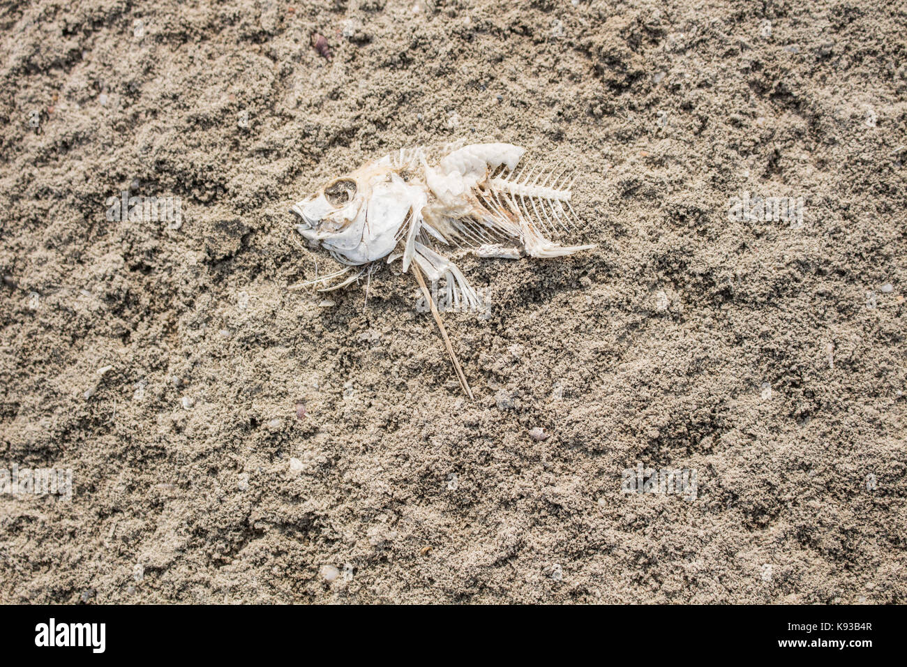 However, bone fish, dead fish because the water Stock Photo - Alamy